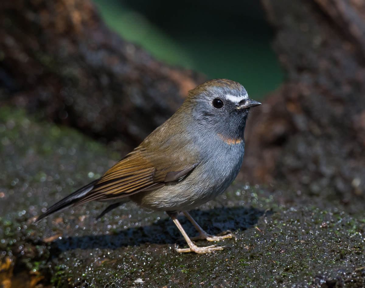 Getting sentimental: Birding at Baihualing, China - 10,000 Birds