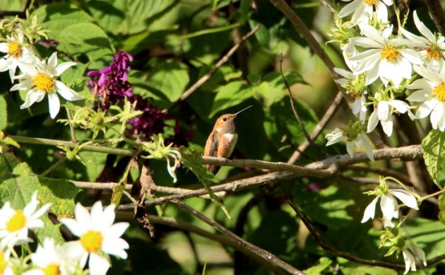 My Championship Hummingbird Season - 10,000 Birds