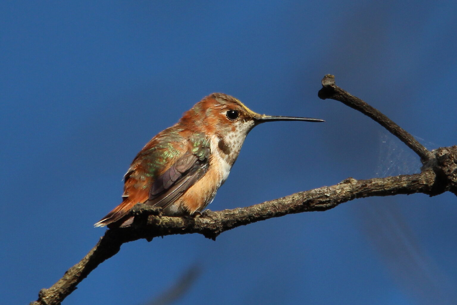 Please Don’t Ask for an Aztec - 10,000 Birds