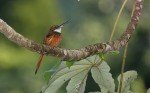 On Jacamars and Flycatchers - 10,000 Birds
