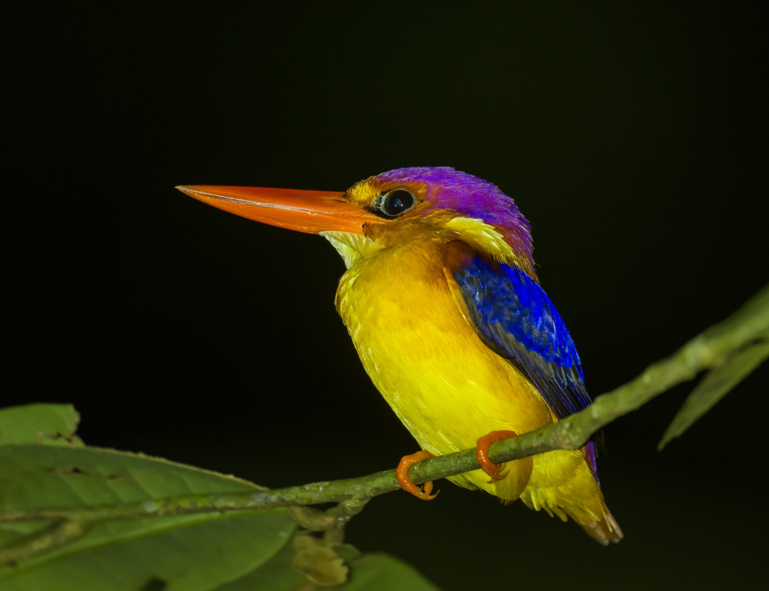 Birding Tabin, Sabah, Borneo - 10,000 Birds