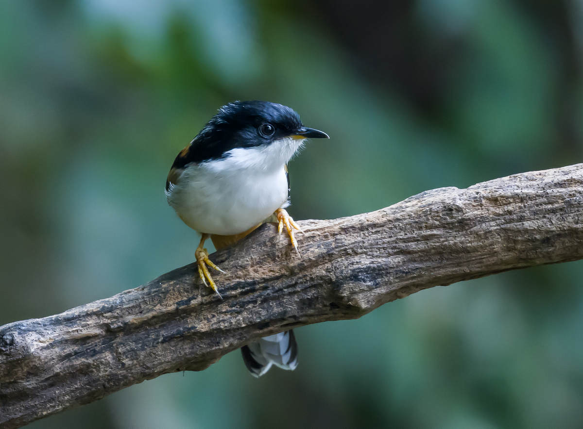 Birding Hongbenghe, Yunnan (Part 2) - 10,000 Birds