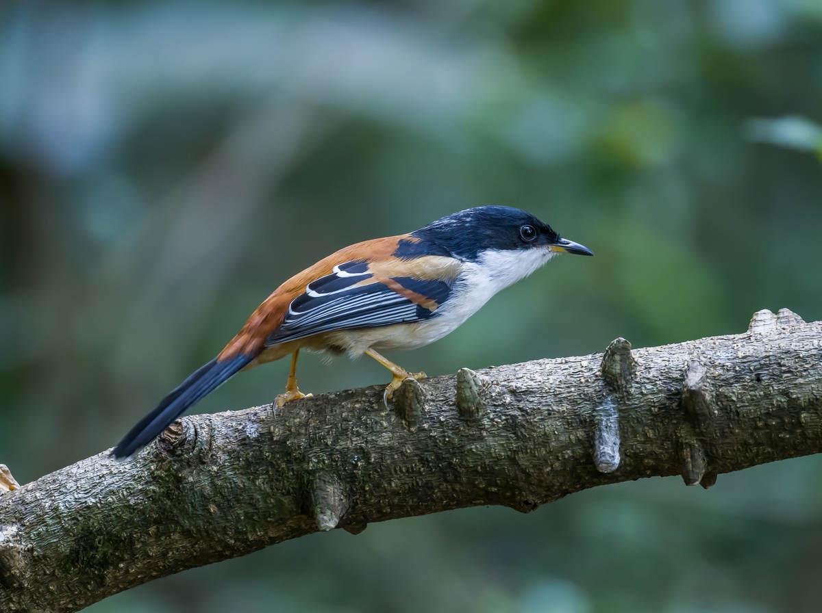Birding Hongbenghe, Yunnan (Part 2) - 10,000 Birds