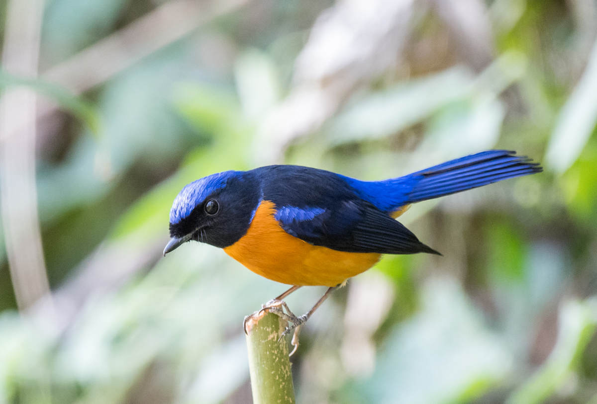 Baihualing - The Trequel - 10,000 Birds