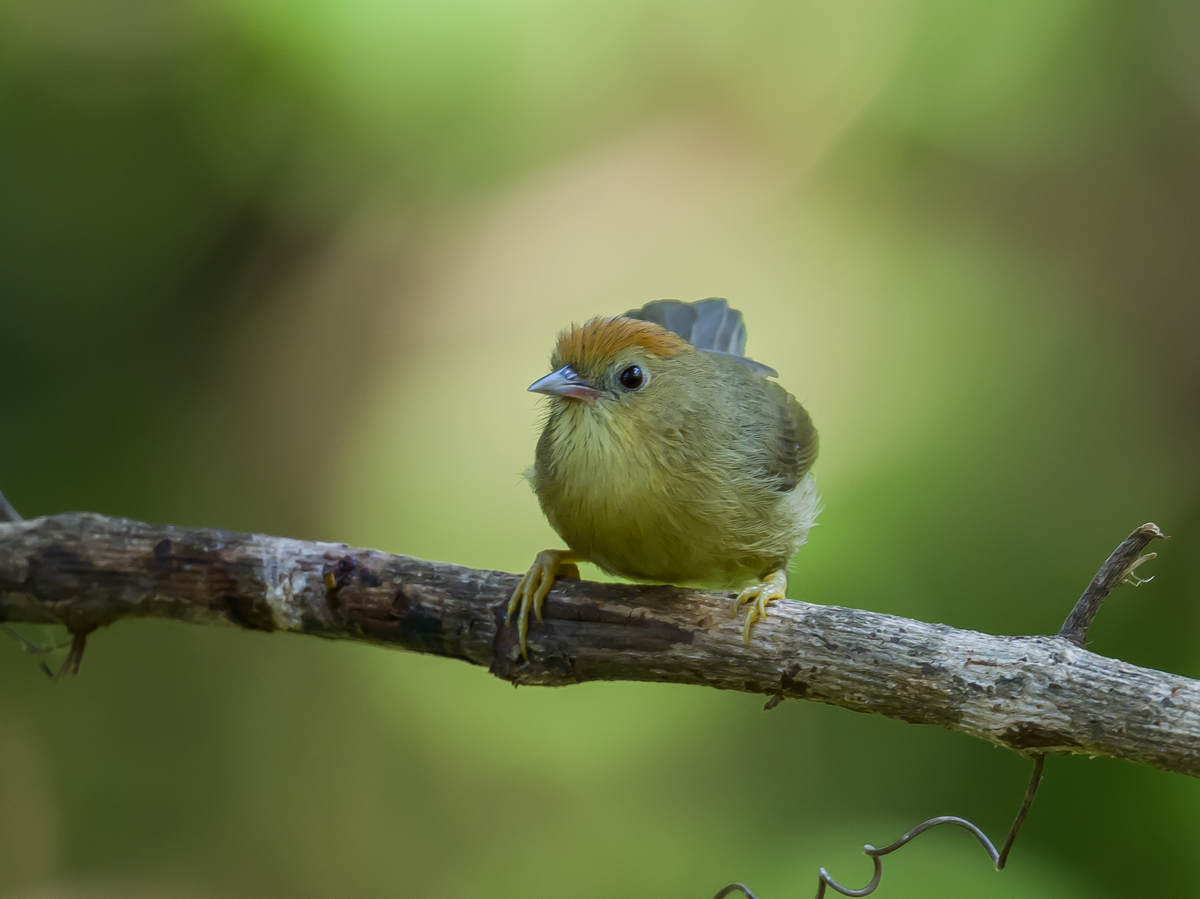 Birding Hongbenghe, Yunnan (Part 2) - 10,000 Birds