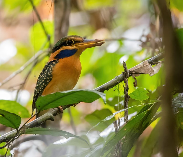 Birding Taman Negara, or the dubious joys of rainforest birding ...