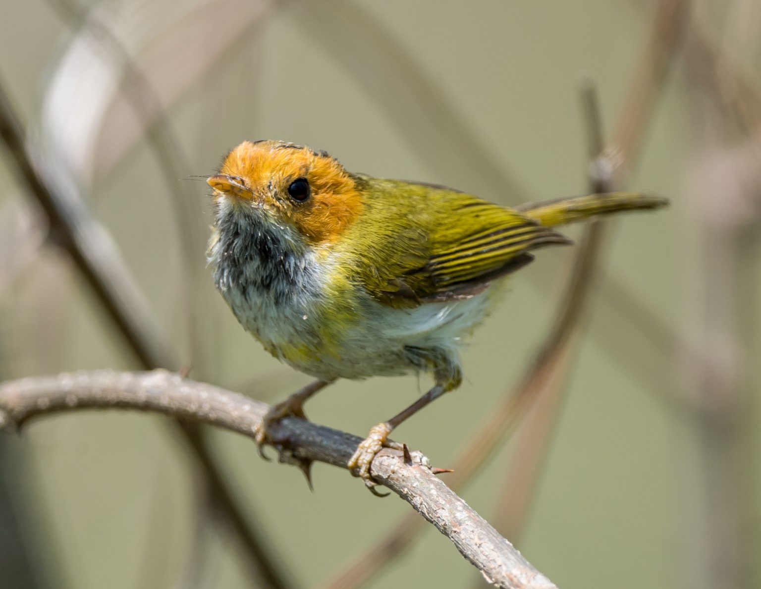 Nanhui, Shanghai in early spring 2020 - 10,000 Birds