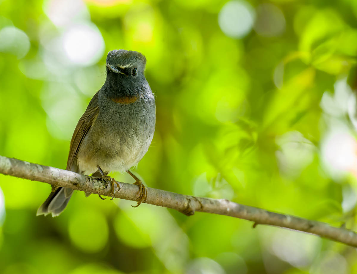 Birding Tongbiguan, Yunnan (part 1) - 10,000 Birds