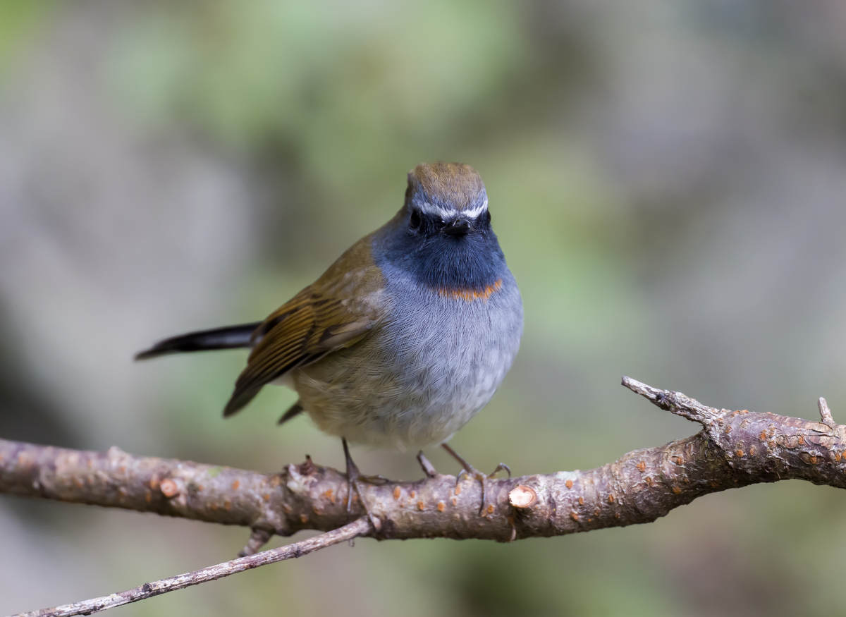 Birding Napo, Guangxi, China - part 2 - 10,000 Birds