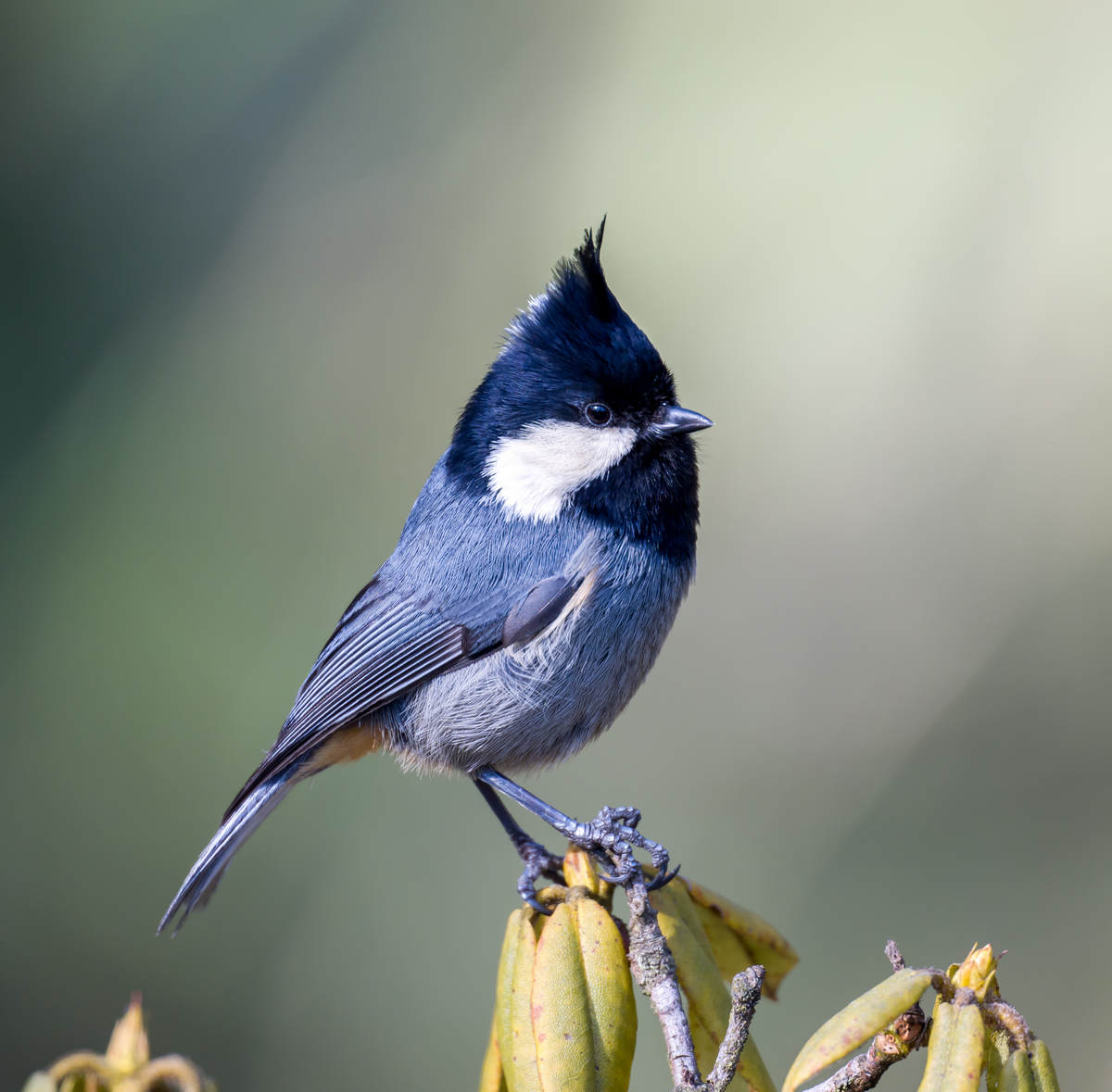 Birding Wawushan, Sichuan - 10,000 Birds