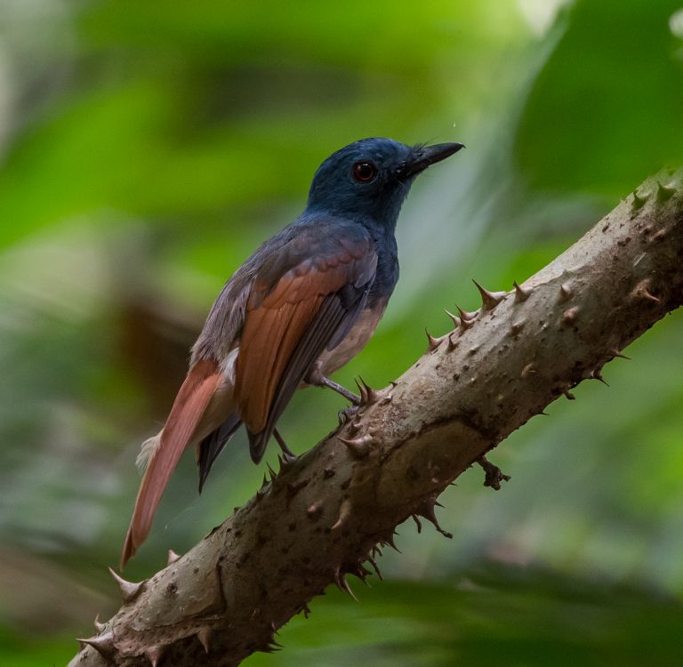 Birding Taman Negara, or the dubious joys of rainforest birding ...