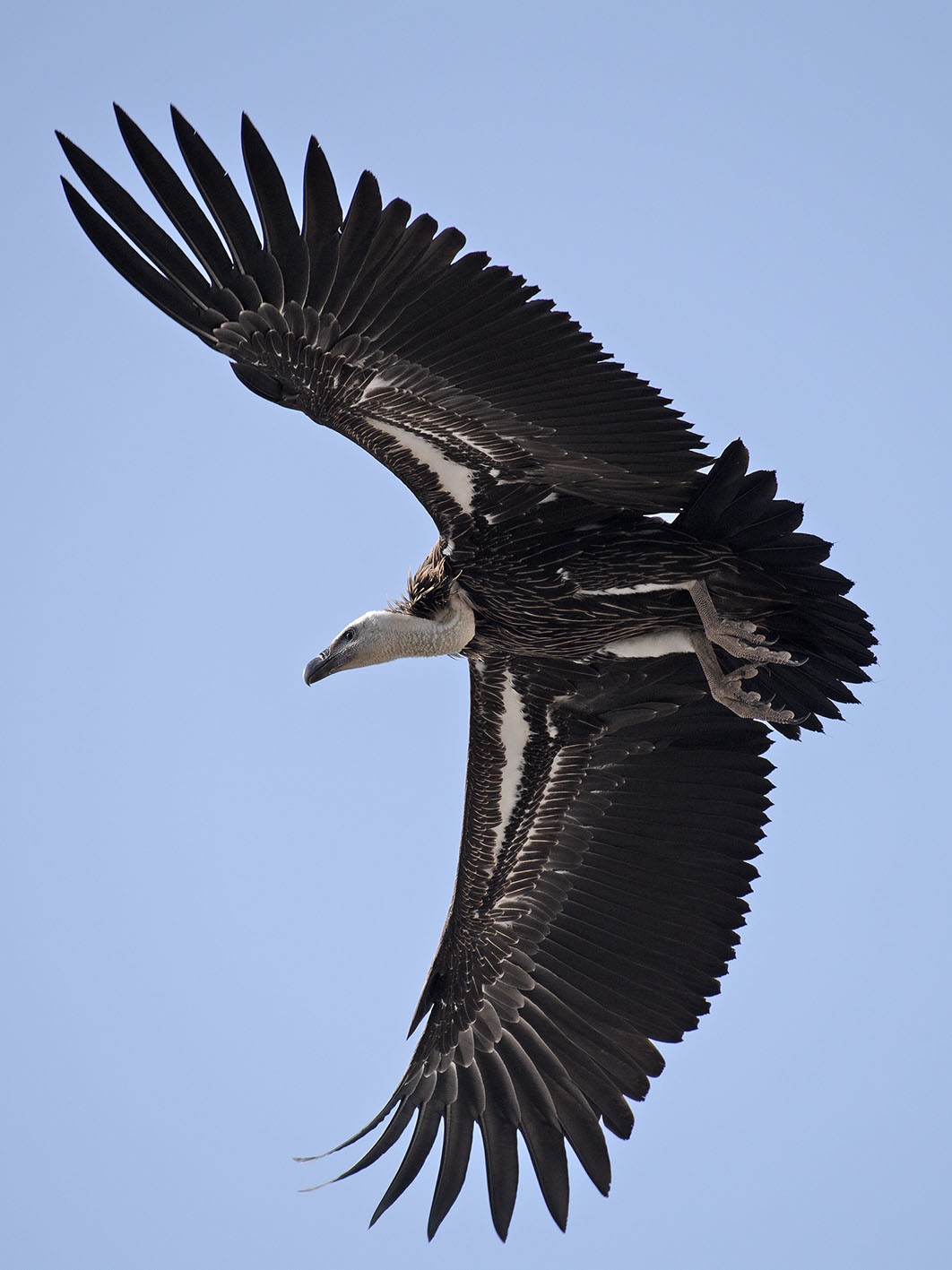 The Changing Fortunes of Europe’s Vultures - Part 1 - 10,000 Birds