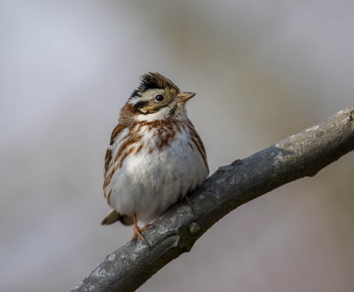 Birding Shanghai in January 2023 - 10,000 Birds