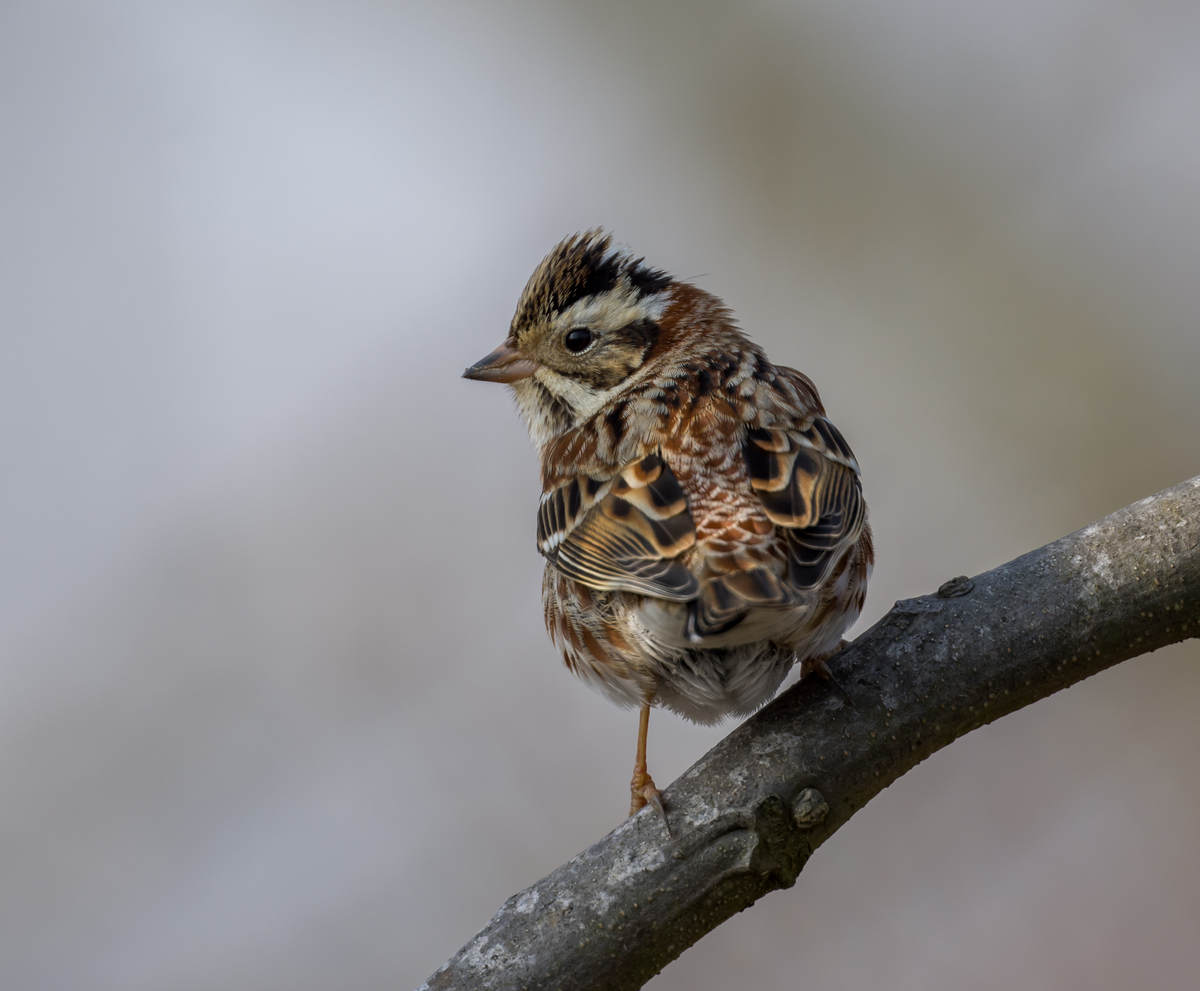 Birding Shanghai in January 2023 - 10,000 Birds