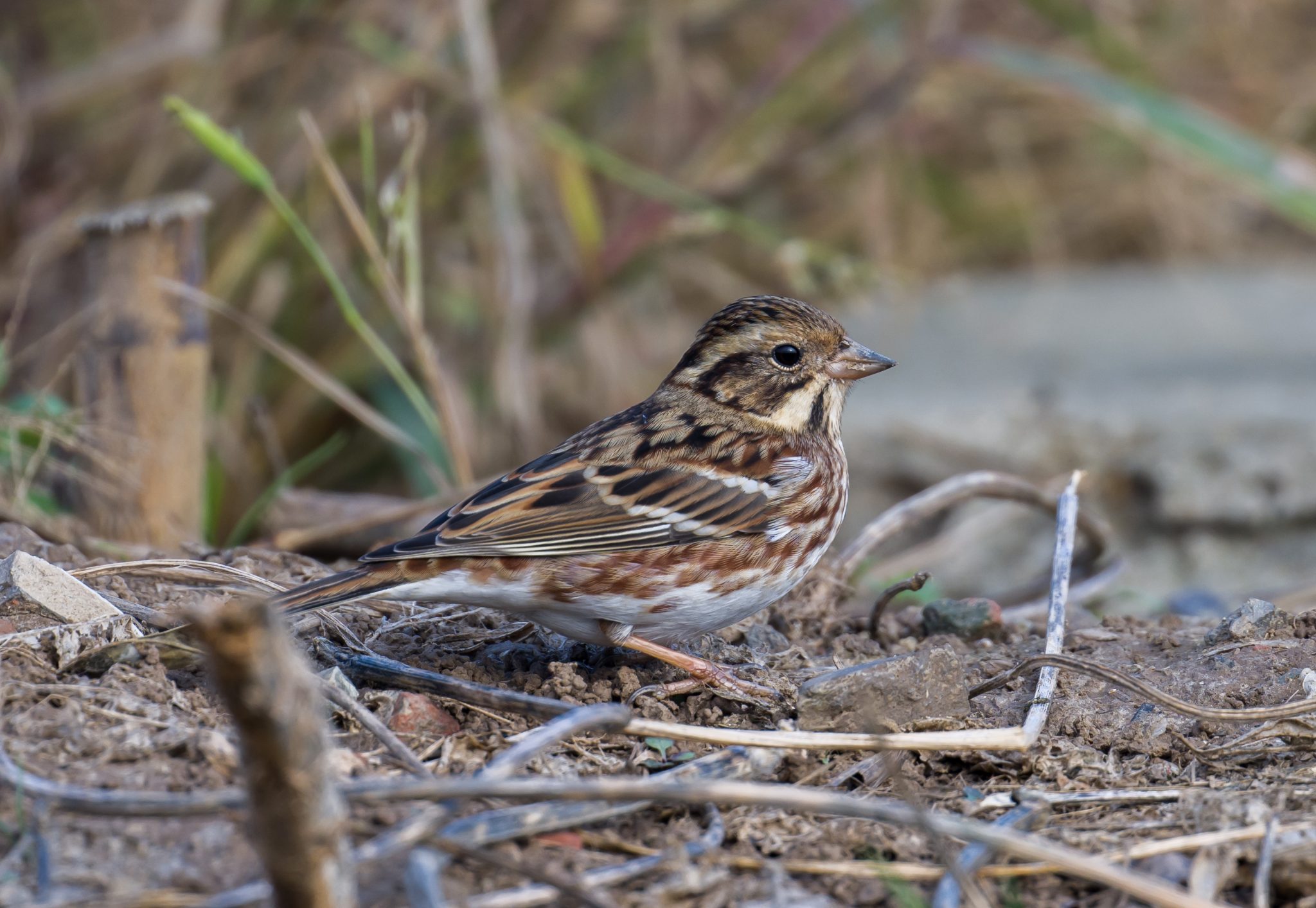 Birding Shanghai in November 2022 - 10,000 Birds