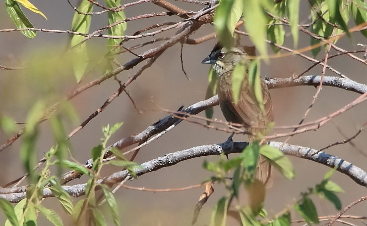 Seeds - 10,000 Birds