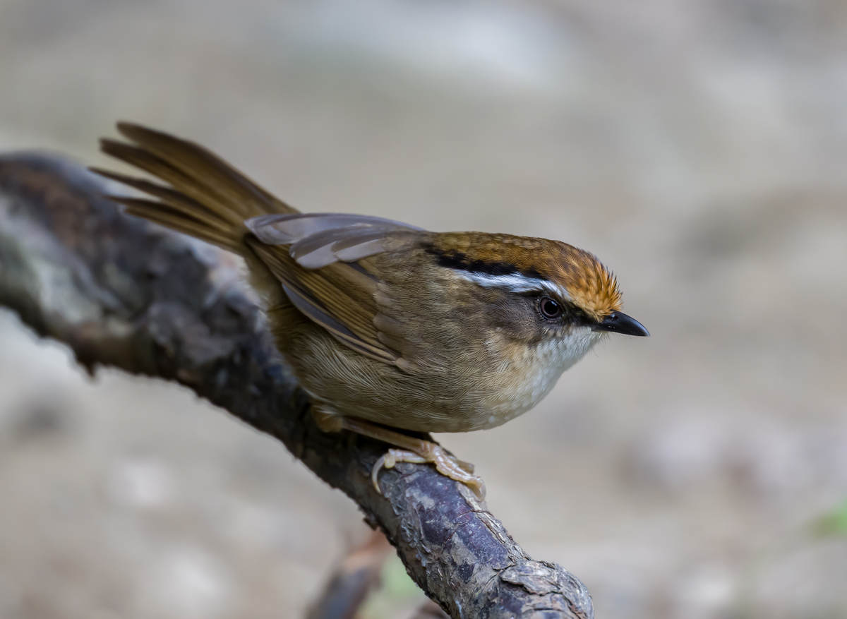 Birding Napo, Guangxi, China - part 2 - 10,000 Birds