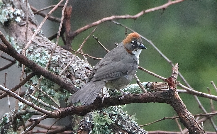 Here’s Looking at You - 10,000 Birds