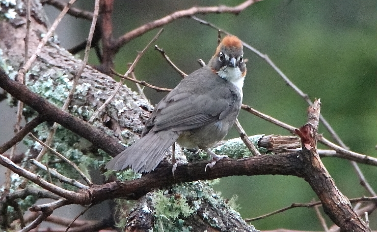 Here’s Looking at You - 10,000 Birds