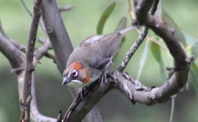 Birding Morelia - 10,000 Birds
