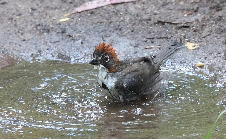 Here’s Looking at You - 10,000 Birds