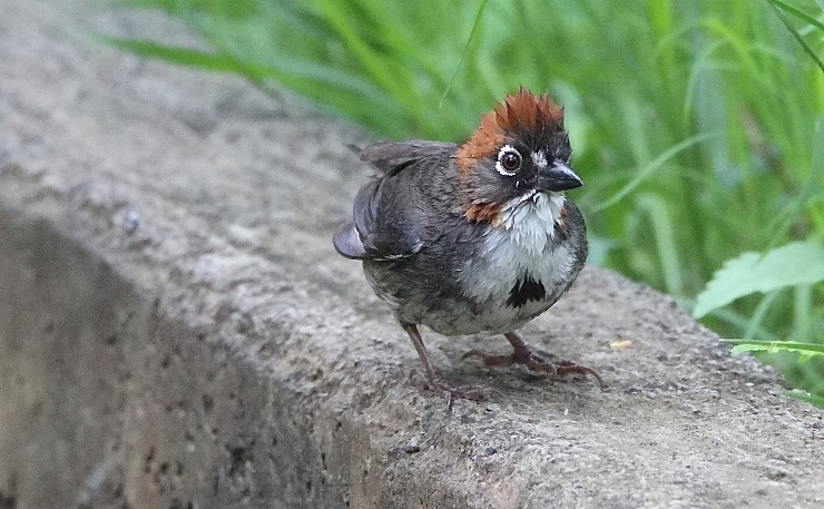 Here’s Looking at You - 10,000 Birds