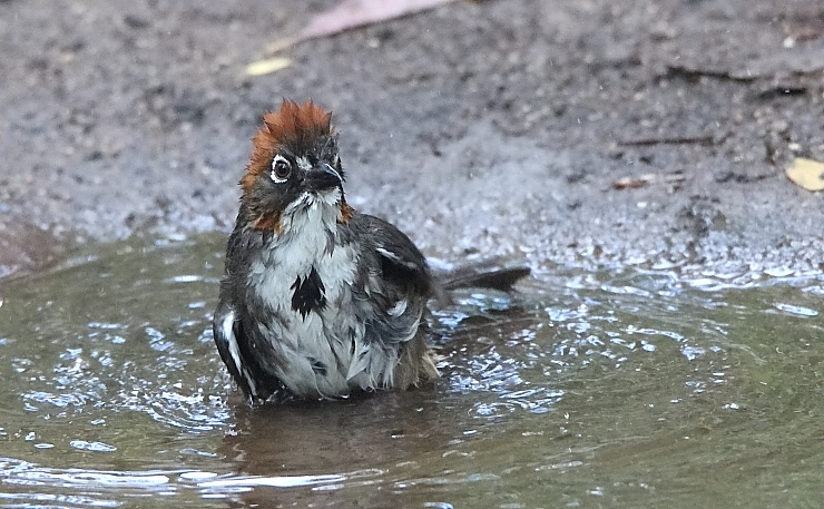 Here’s Looking at You - 10,000 Birds