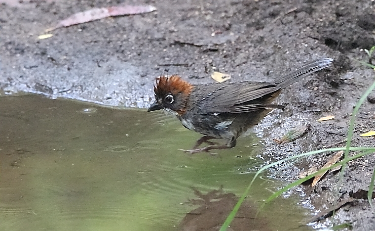 Here’s Looking at You - 10,000 Birds