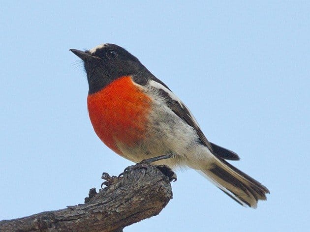 What is a Robin? - 10,000 Birds