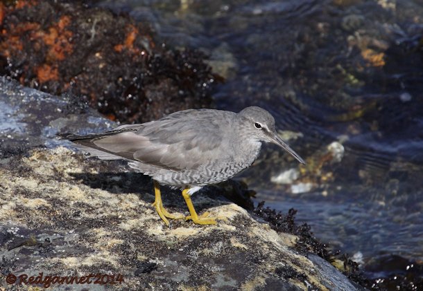 Wandering Tattler - 10,000 Birds