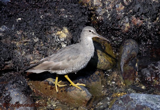 Wandering Tattler - 10,000 Birds