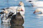 What is a Blue Goose? - 10,000 Birds