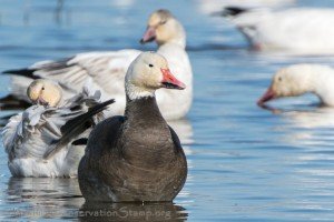 What is a Blue Goose? - 10,000 Birds