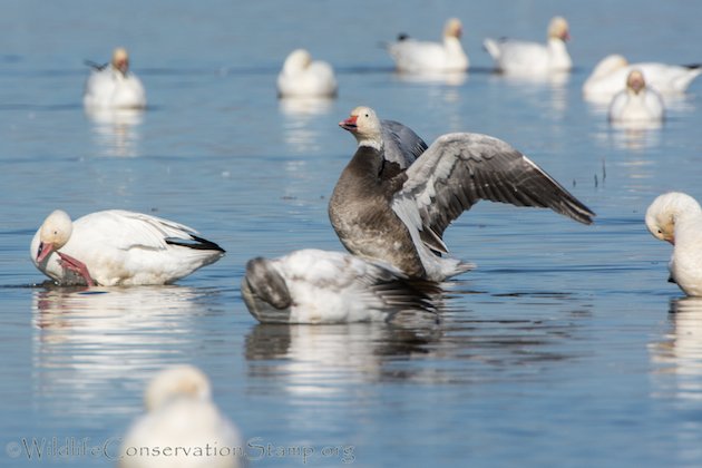 What is a Blue Goose? - 10,000 Birds