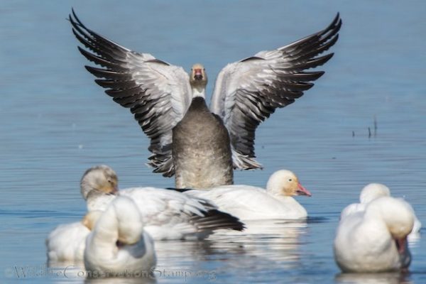 What is a Blue Goose? - 10,000 Birds
