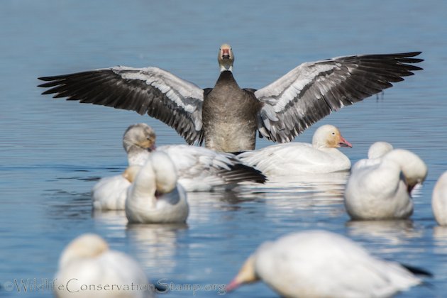 What is a Blue Goose? - 10,000 Birds