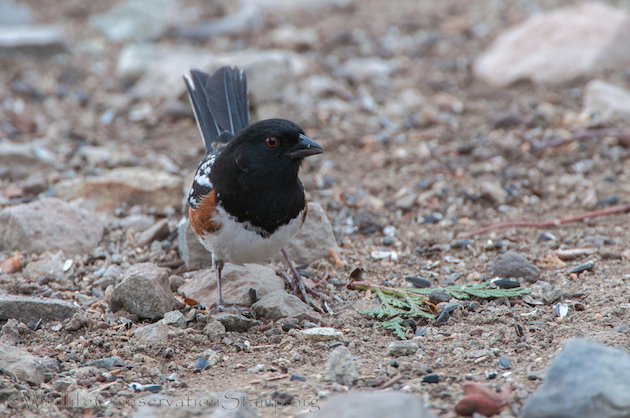 The Spotted Towhee - One of the Five Towhees of the West - 10,000 Birds