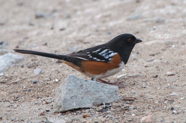 The Spotted Towhee - One of the Five Towhees of the West - 10,000 Birds