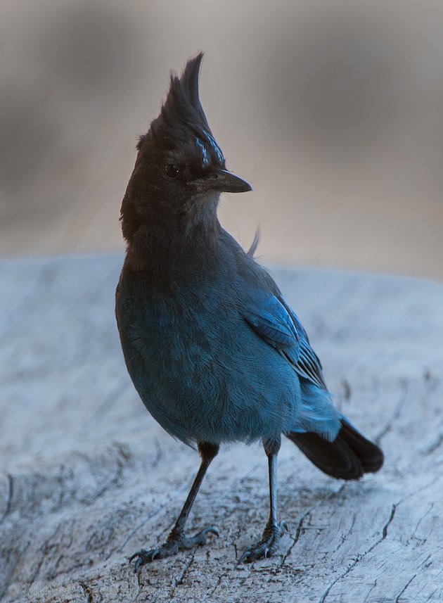 The Conspicuous Steller’s Jay - 10,000 Birds