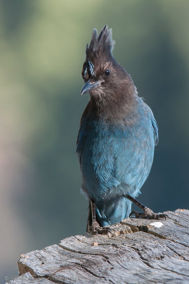 The Conspicuous Steller’s Jay - 10,000 Birds