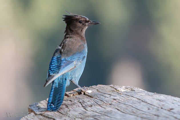 The Conspicuous Steller’s Jay - 10,000 Birds