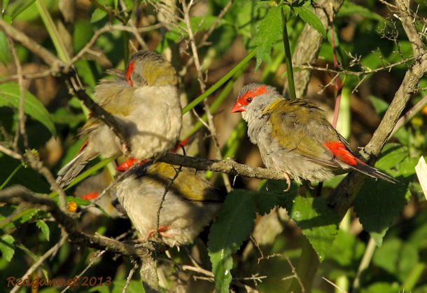 Red-browed Finch - 10,000 Birds