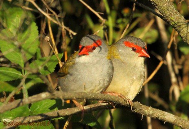 Red-browed Finch - 10,000 Birds