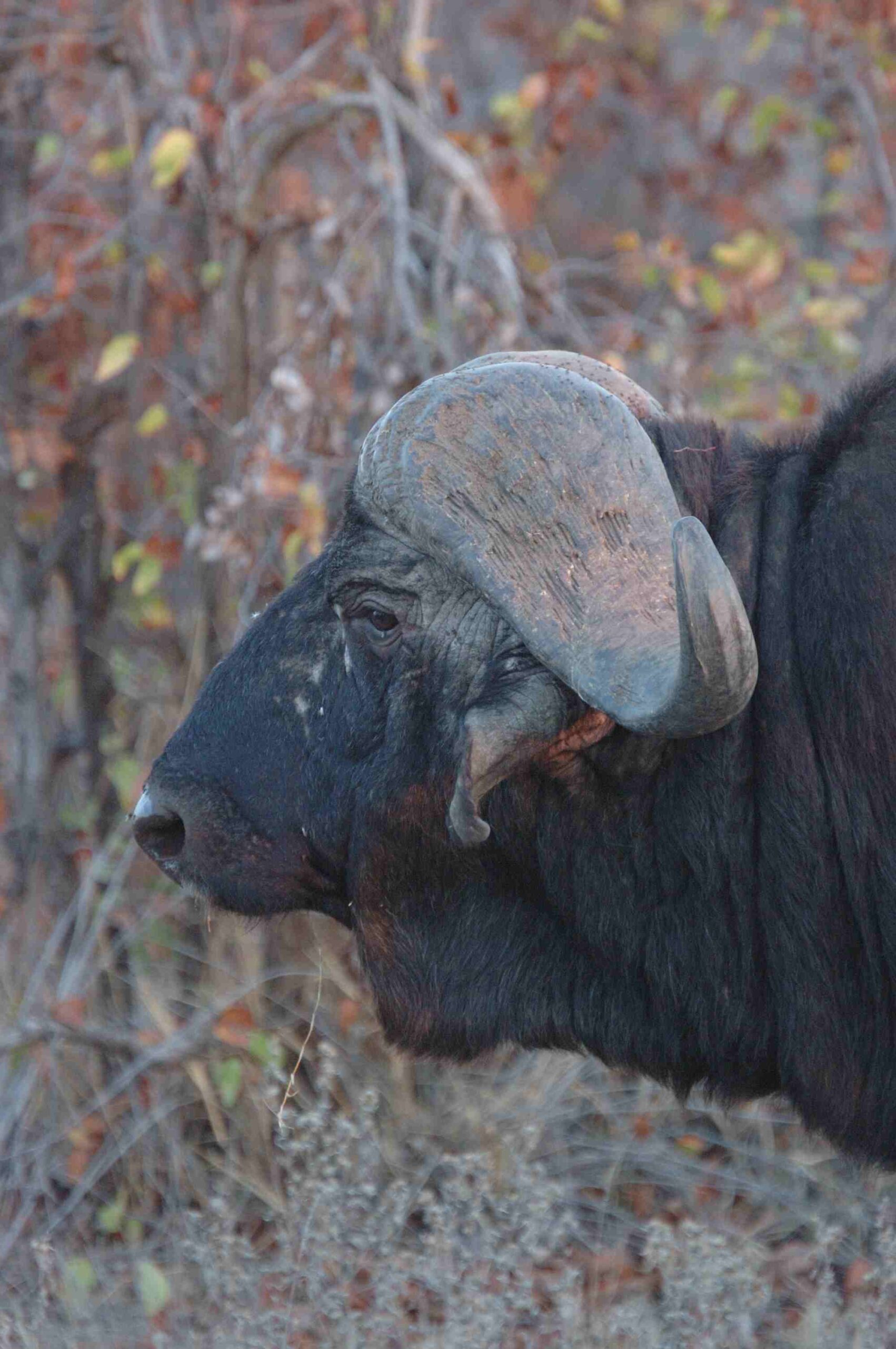 Birding - An Extreme Sport - 10,000 Birds