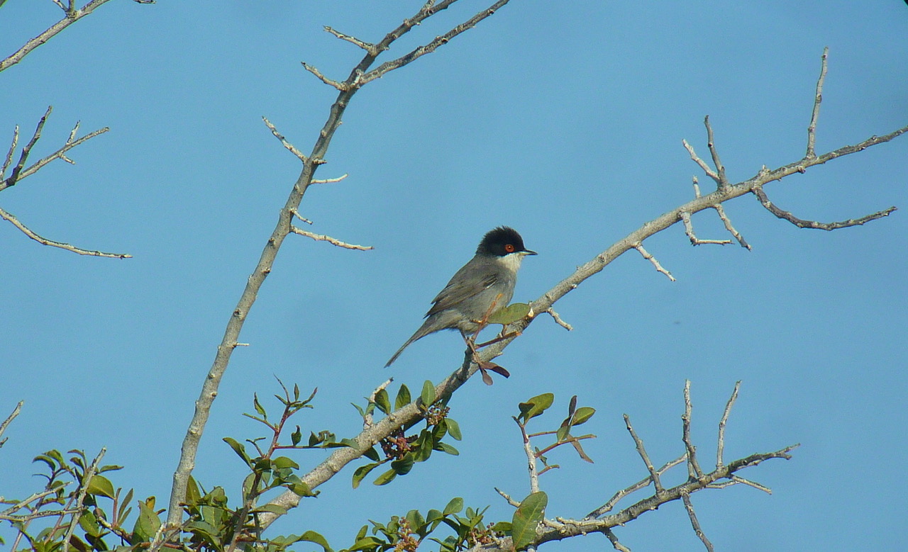 Cypriot Delights: Part I - 10,000 Birds