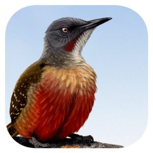 Sasol Birds of Southern Africa, 5th edition - 10,000 Birds