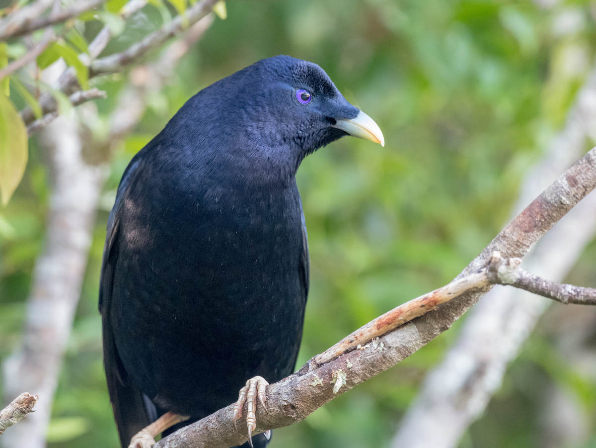 15 Australian Birds (Episode 3) - 10,000 Birds