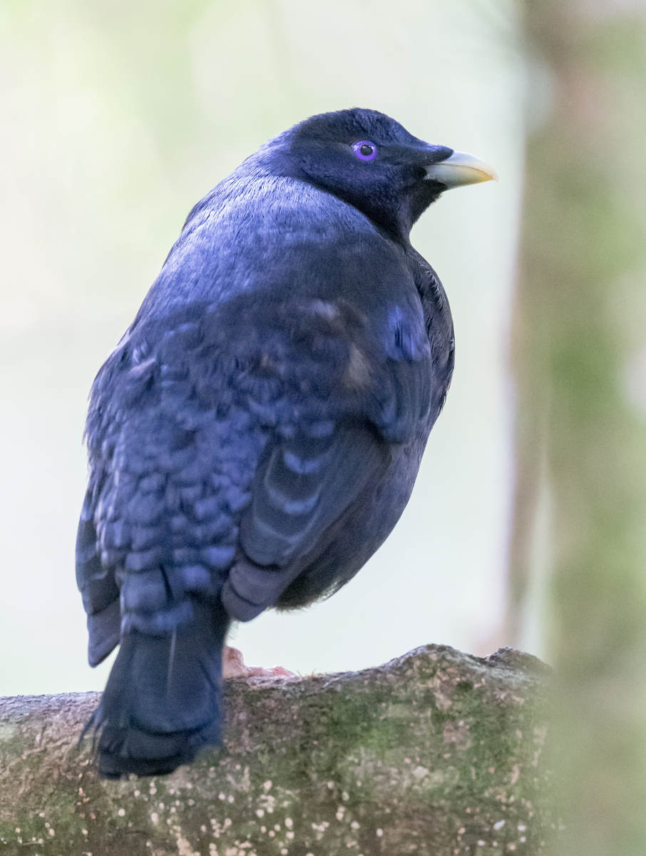 15 Australian Birds (Episode 3) - 10,000 Birds