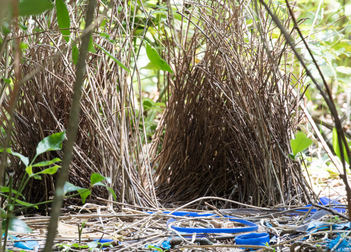 15 Australian Birds (Episode 3) - 10,000 Birds