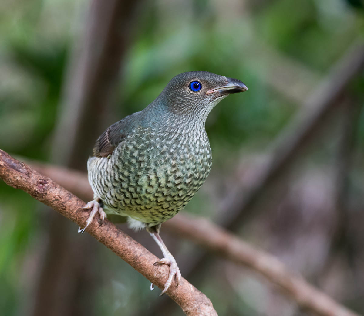15 Australian Birds (Episode 3) - 10,000 Birds
